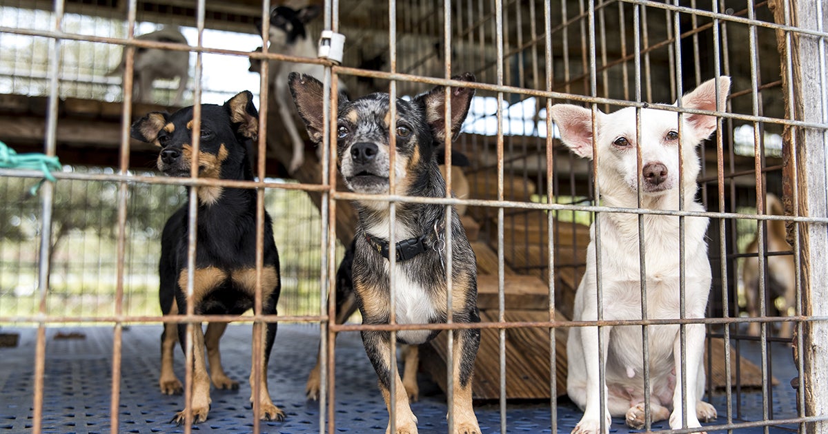 U.S. Senate Committee Advances Wins for Animals in Federal Spending ...
