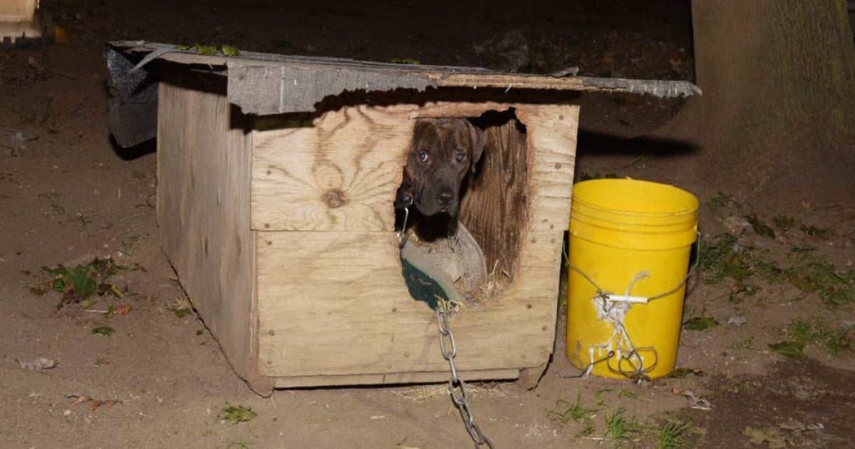 ASPCA Assists Police in Dog Fighting Raid | ASPCA