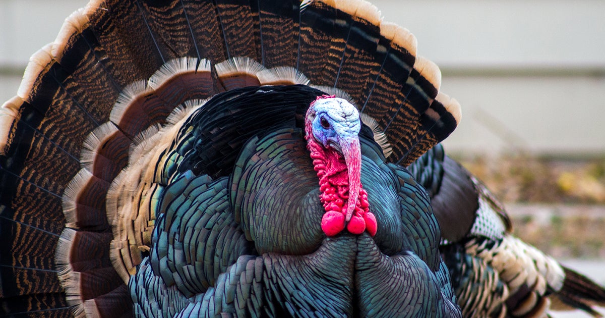 Talkin’ Turkey: 5 Tips for This Holiday Season | ASPCA