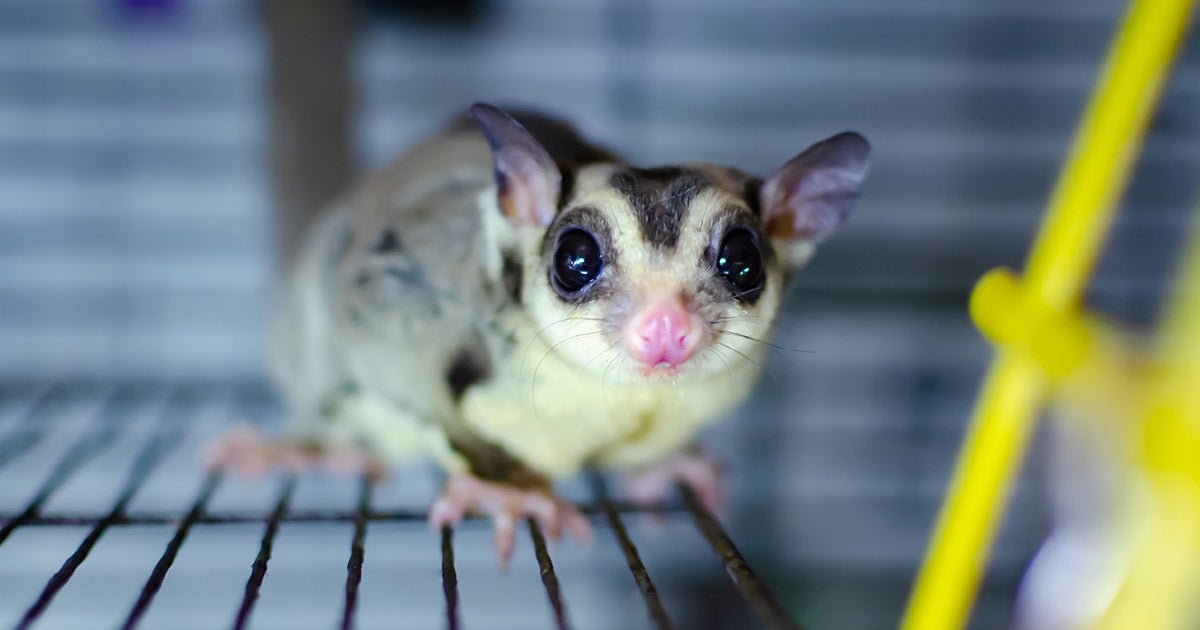 USDA Unbothered by Continued Denials for Access to Exotic Animal ...