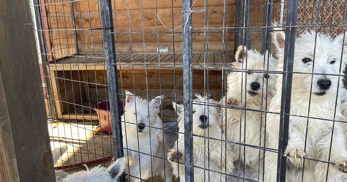 Internal Audit of USDA Dog Breeding Program Shows Animals Are in Danger ...