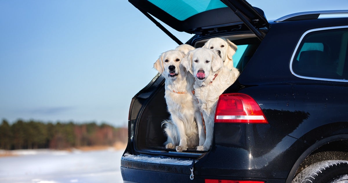 This Holiday Season, Turn Your Used Vehicle into a Gift for Animals | ASPCA