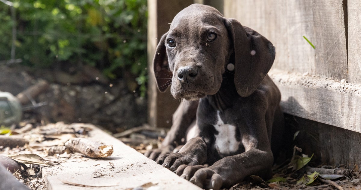 Approximately 120 Mistreated Dogs and Puppies Rescued from Breeding ...