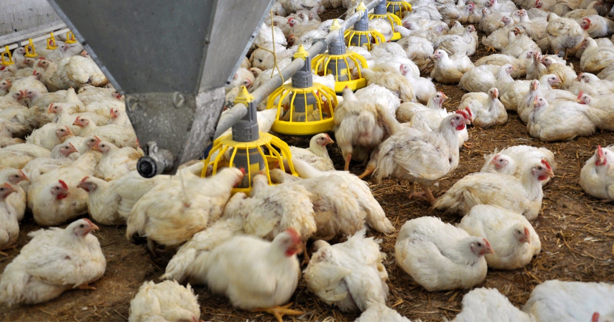 Progress for Animals at Risk of Inhumane Slaughter and Handling in High ...