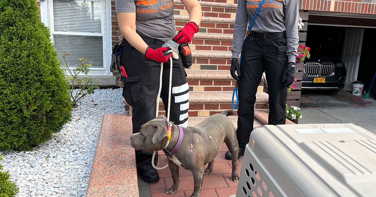 21 Neglected Dogs Rescued; Receiving Care at the ASPCA | ASPCA