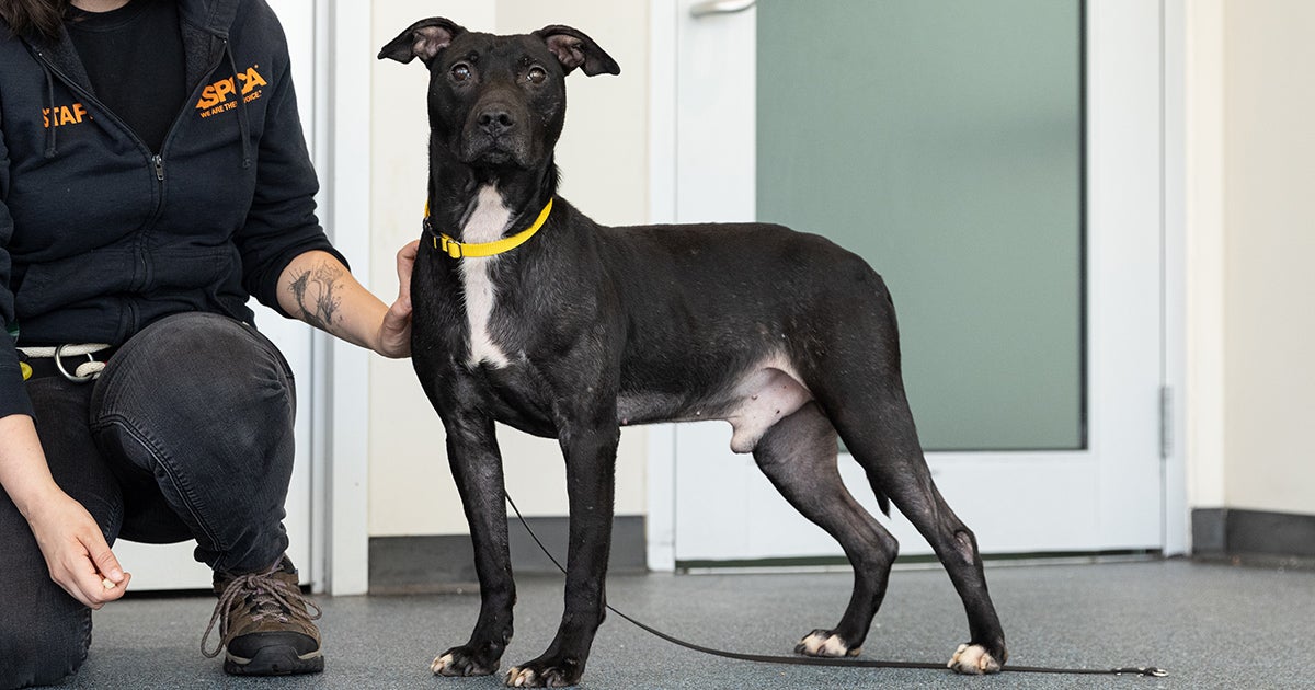URGENT: We Need Your Help to Find Canoodle a Home! | ASPCA