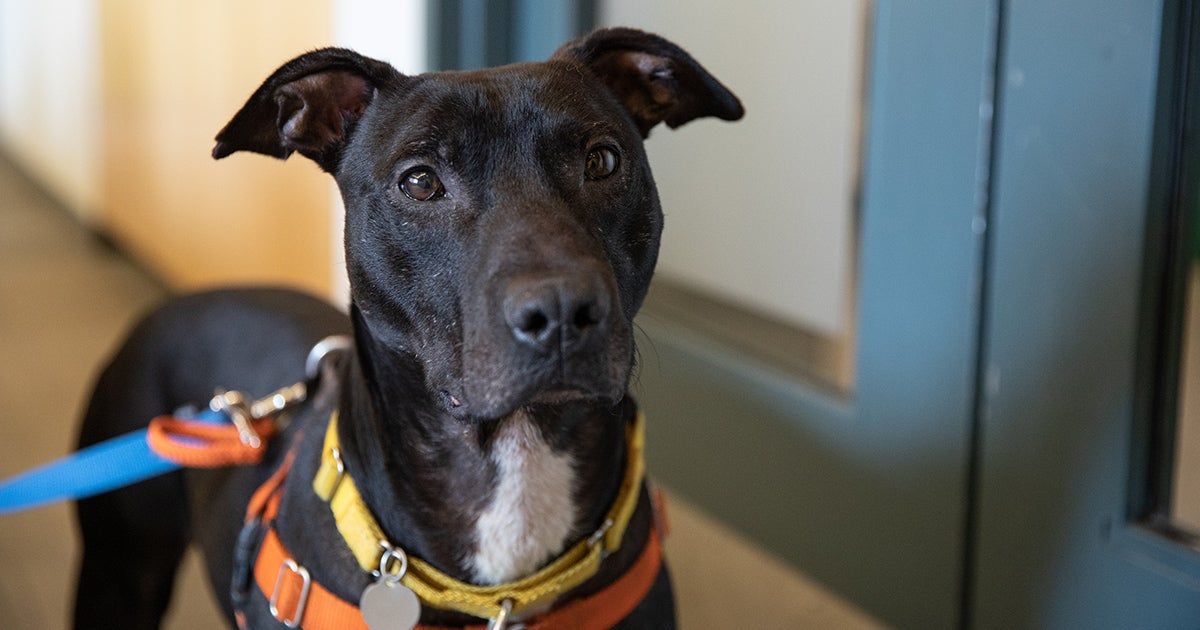 Barking News: Canoodle Is Ready to Find a Home! | ASPCA