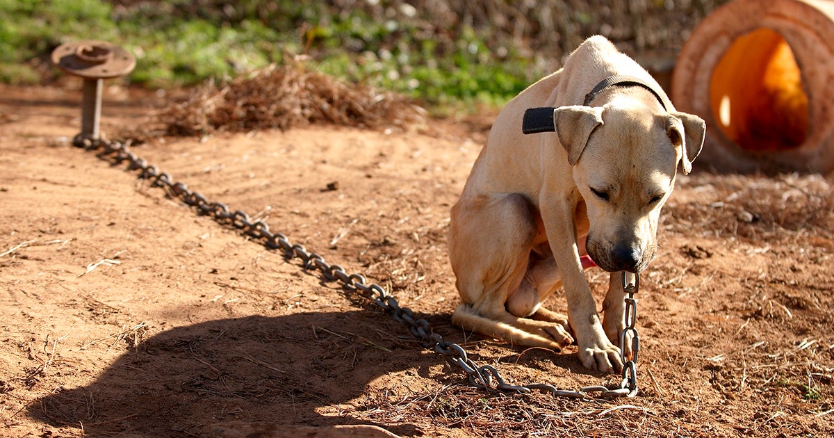 How Many Dogs Have Saved Lives
