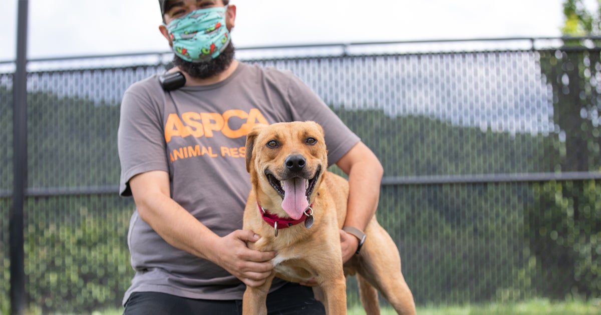 How Many People Donate To Aspca