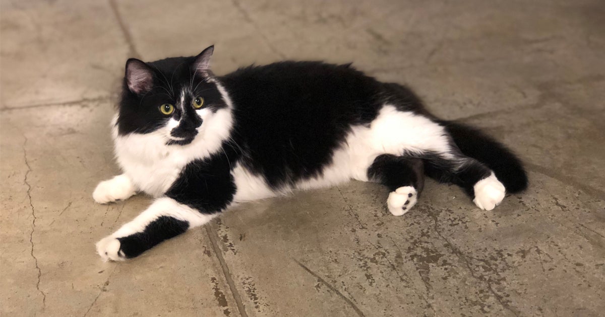A Missouri Cat Named D-O-G Is Honored with ASPCA Cat of the Year Award ...