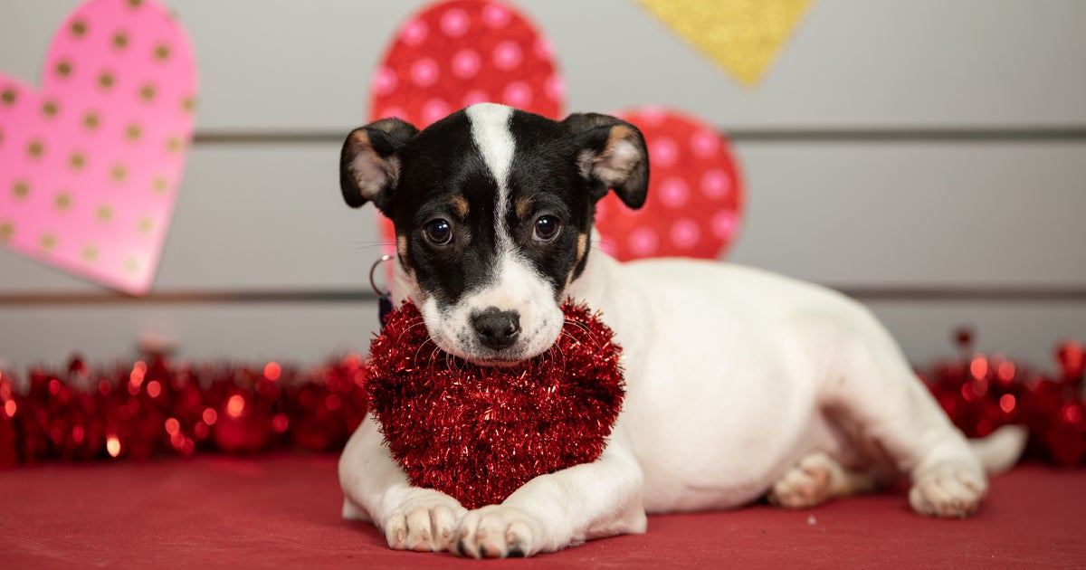 Love Is in the Air! These “Smitten Kittens” Are Sure to Put a Smile on ...