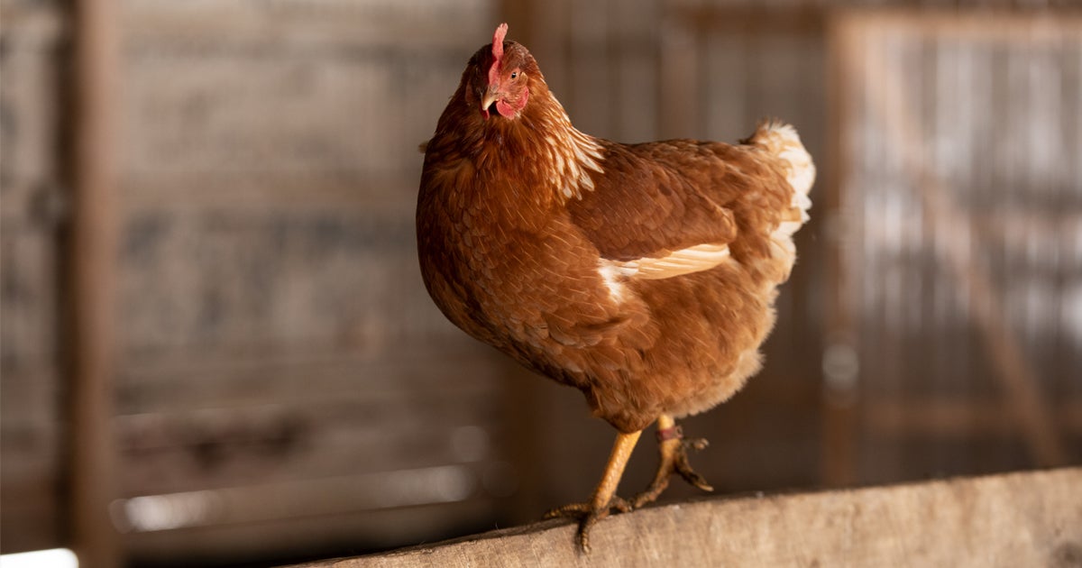 Celebrate 2019’s Biggest Wins for Farm Animals | ASPCA