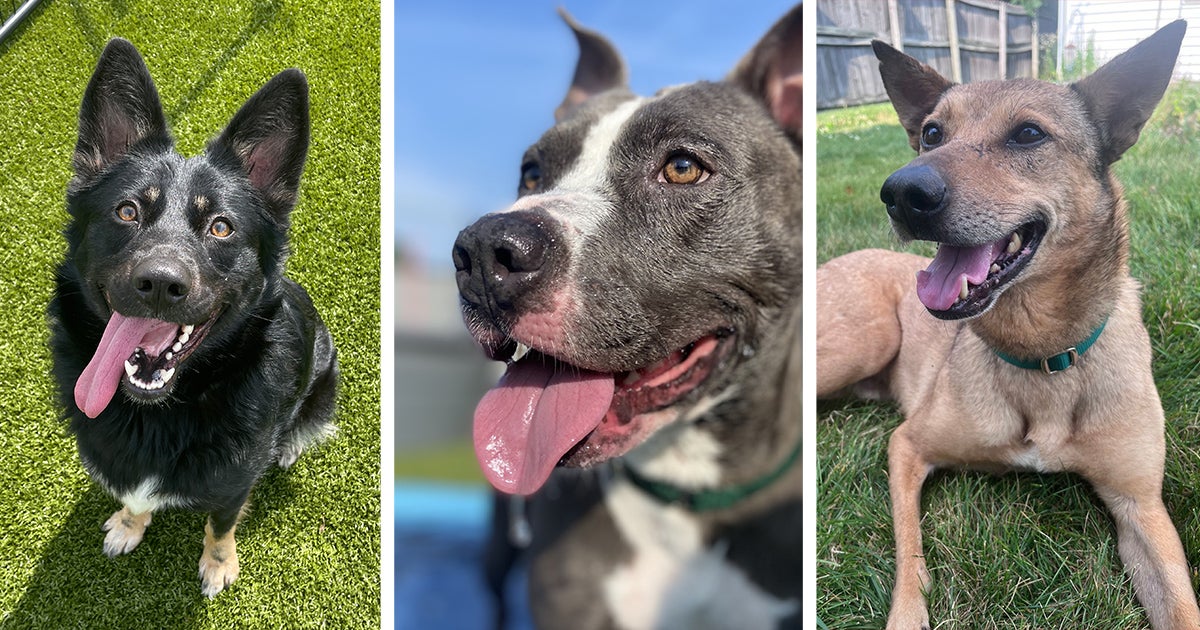Autumn Is Here, and These Adoptable Dogs Just Want To Play in the ...
