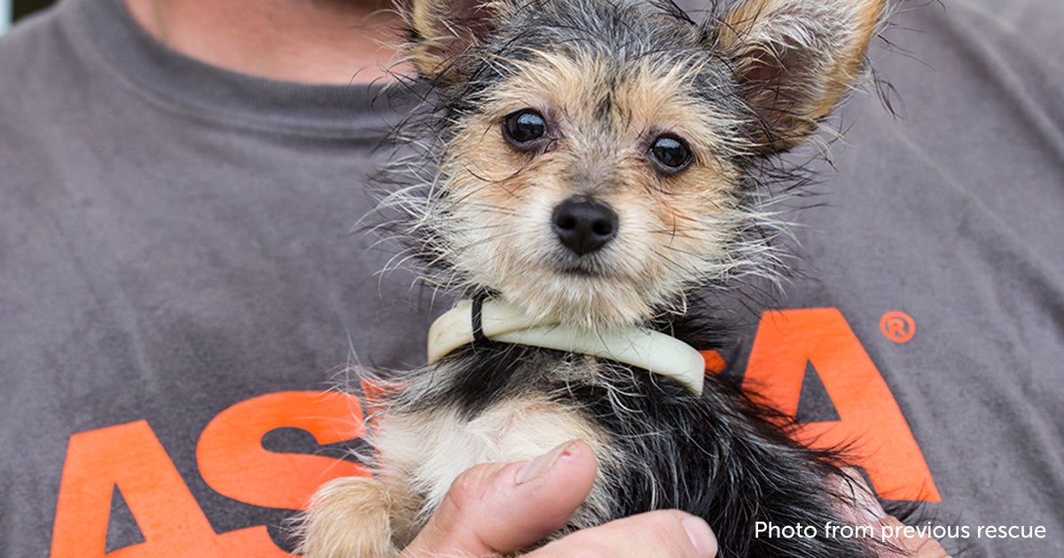 Update: ASPCA Assists More Than 100 Animals in Hurricane Matthew’s Path ...