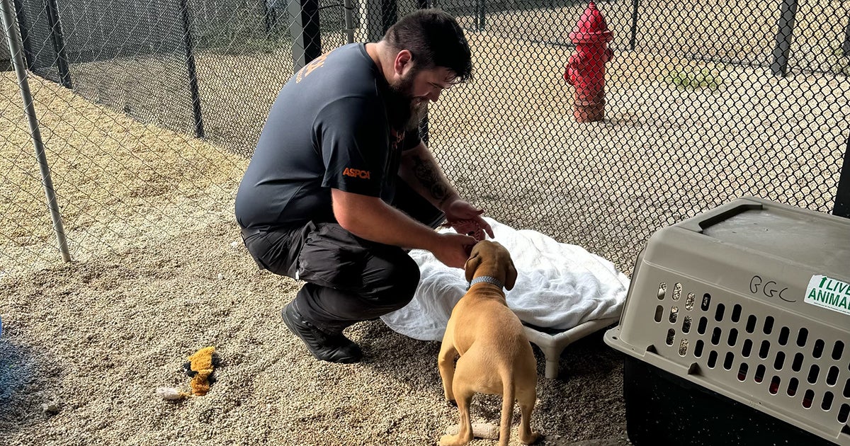 ASPCA Assisting with Disaster Relief Efforts in Southern Louisiana in ...
