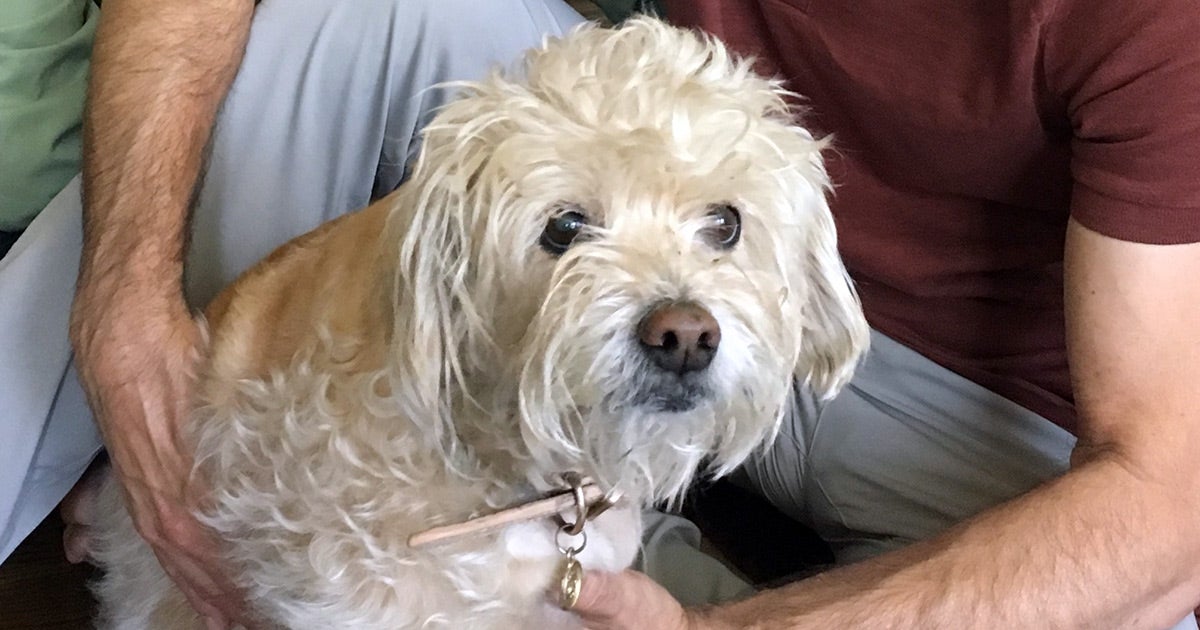 Celebrity Dog Dads and Why We Love Them | ASPCA