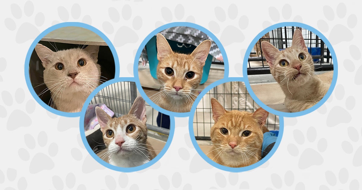 These Ohio Cats are Pawsitively Purrfect—And Available for Adoption ...
