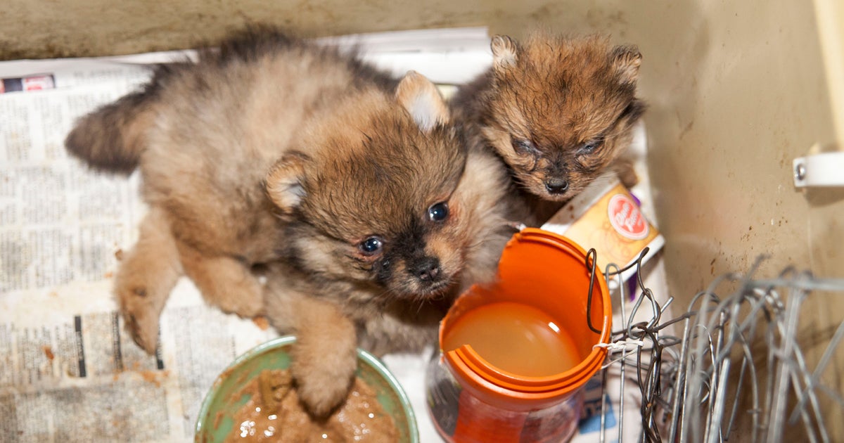 Two Years Later, USDA Continues to Fail Animals | ASPCA