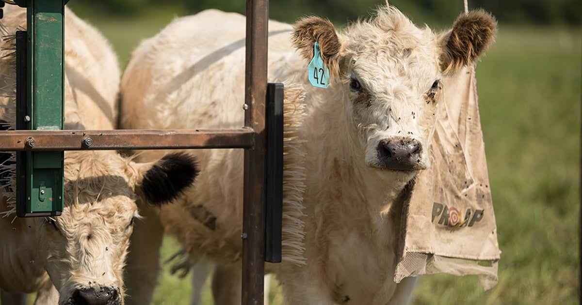 Food Companies Helping Farm Animals and Frontline Workers | ASPCA