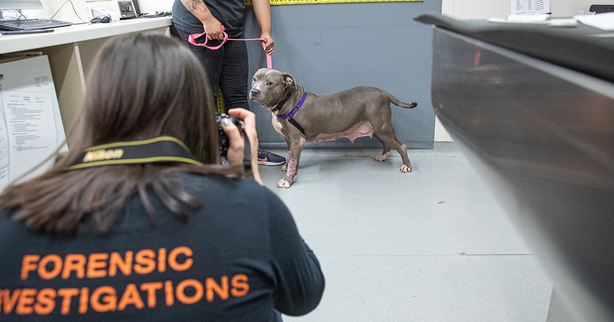ASPCA Partners with Florida International University to Launch New ...