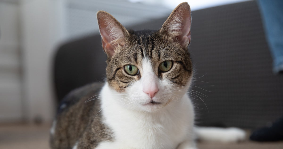 Rescued From a Construction Site, Gato Is Now Building a Better Life ...