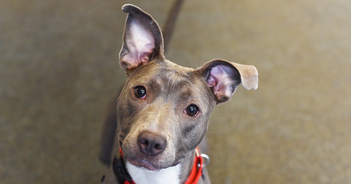 ASPCA Happy Tails: A “Little” Light | ASPCA