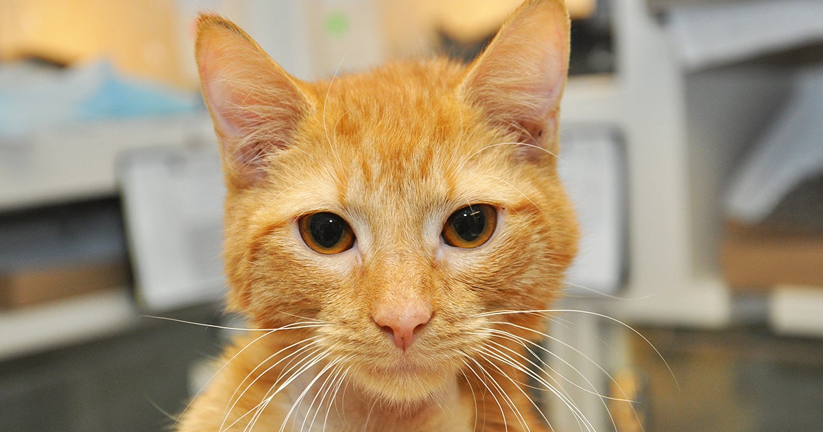 ASPCA Happy Tails: Baskets of Love | ASPCA