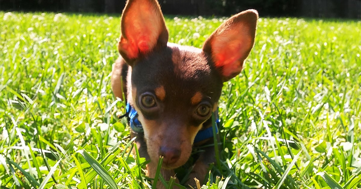 A Real Gem: Opal Shines in Her New Home | ASPCA