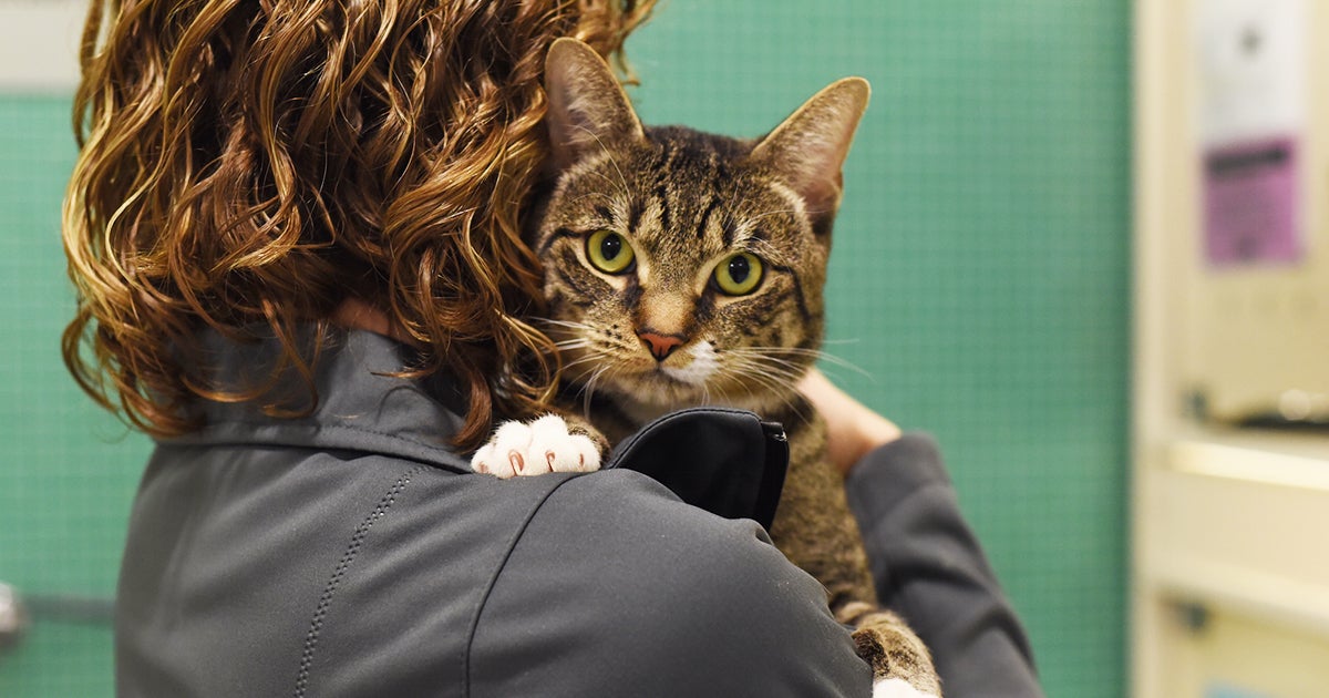 ASPCA Happy Tails: There’s Something About Curry | ASPCA