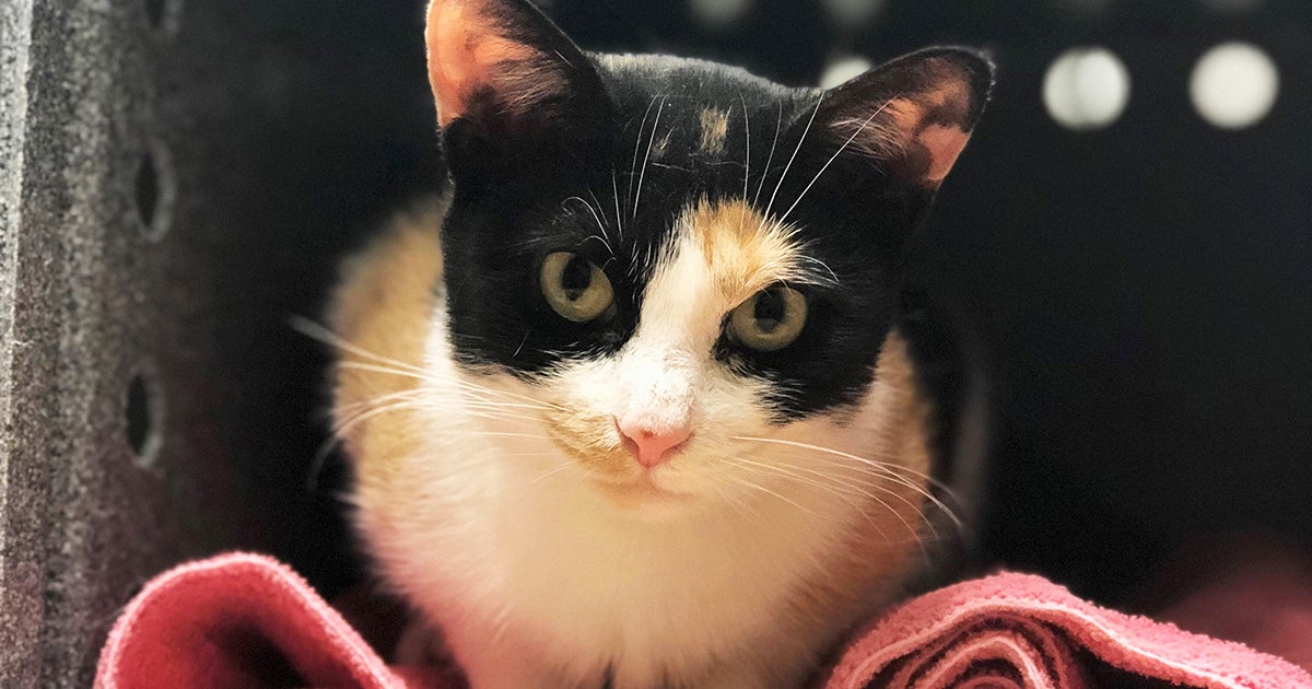 Worth the Wait: Cinnabun’s Story | ASPCA