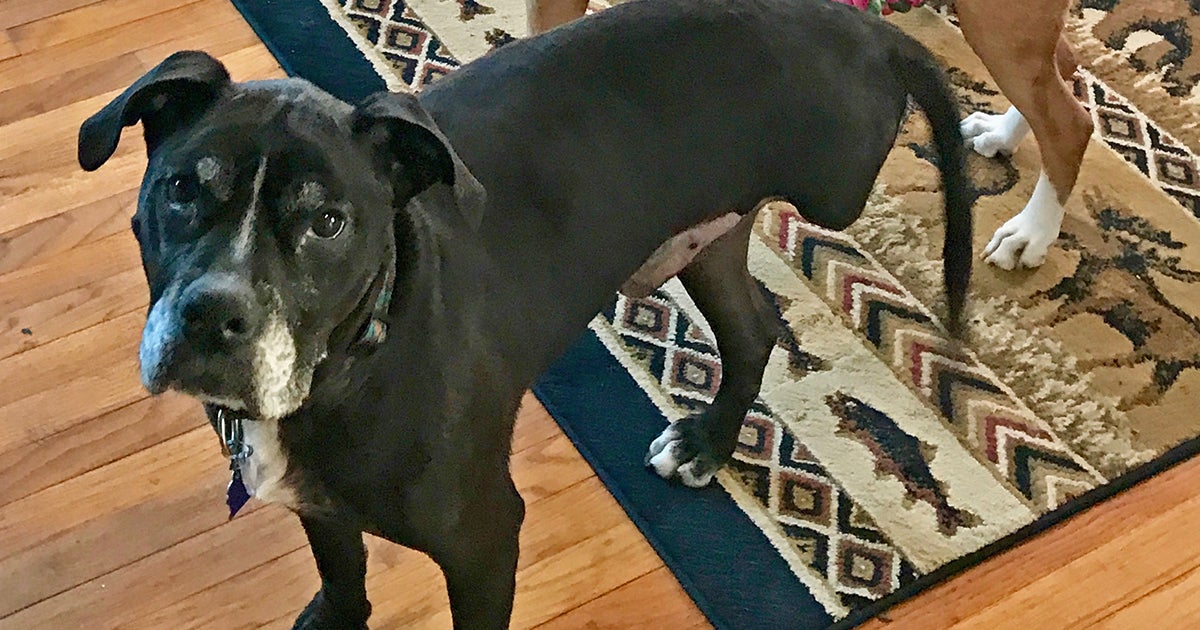 Hope for Howdy: After Tragedy, One Dog Finds His Way Home | ASPCA