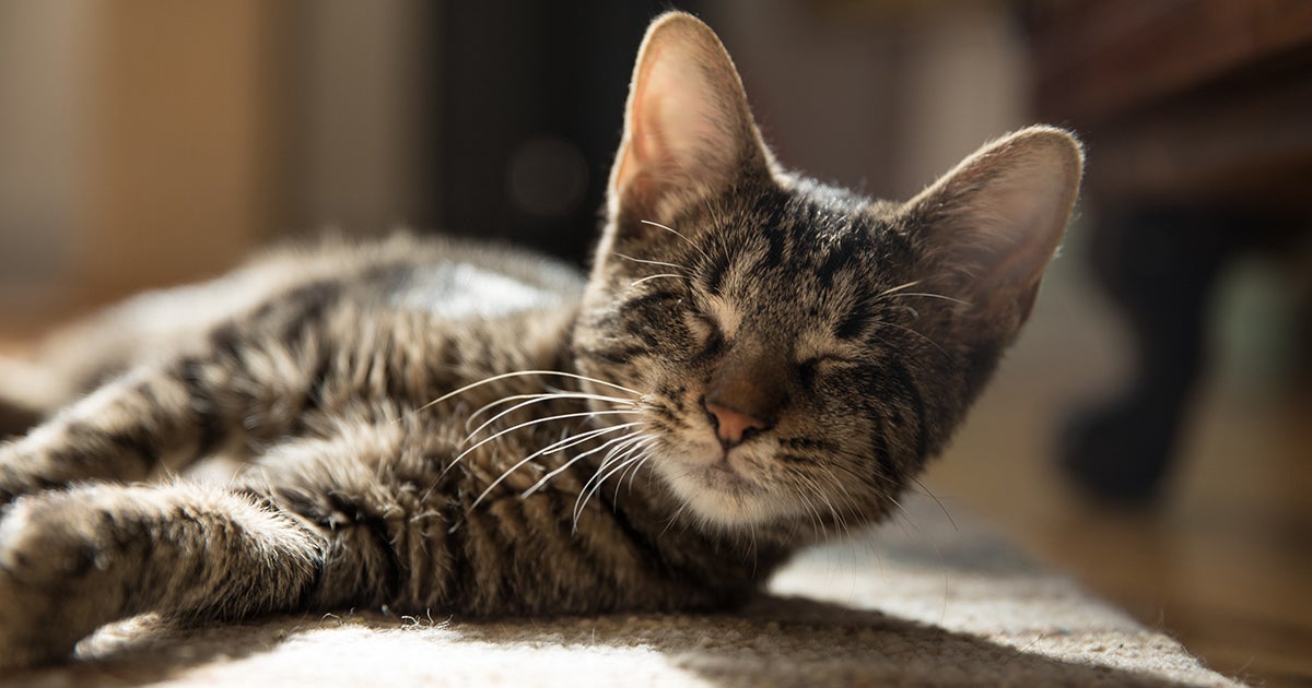 Daring Murdock Finds Her Path to a Loving Home | ASPCA