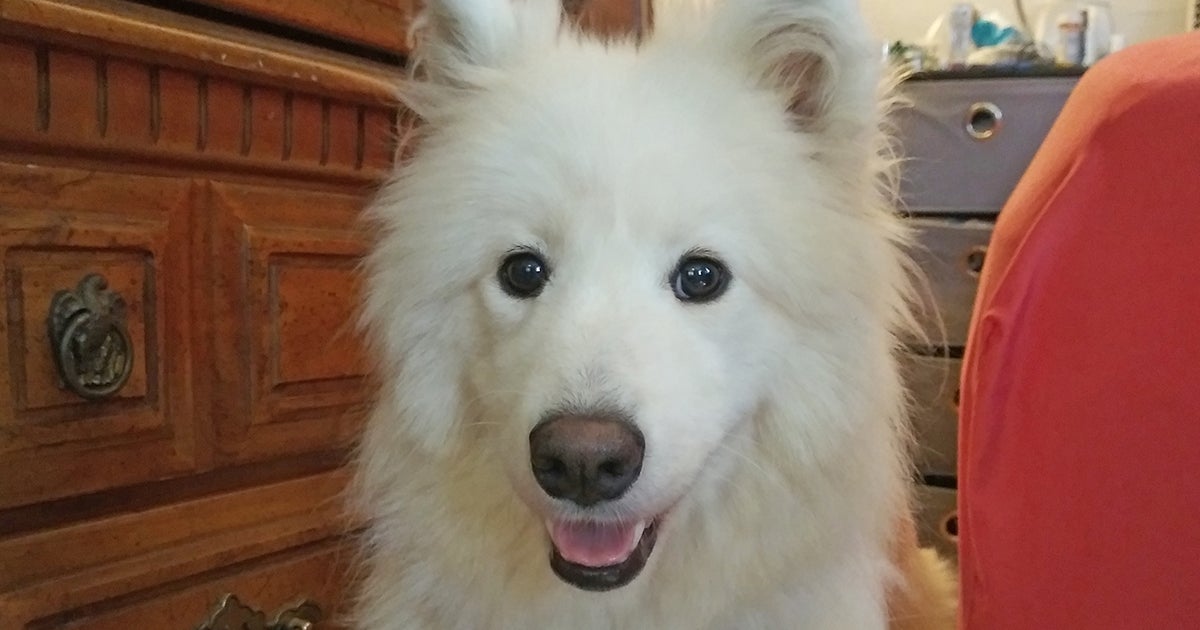 The Life of a “Super” Nova | ASPCA