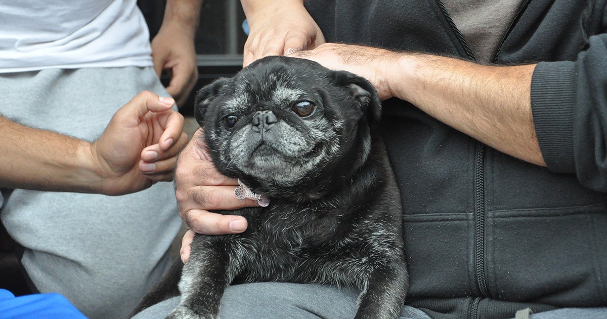 A Pug’s Life: ASPCA Gives T-Rex a Fresh Coat | ASPCA
