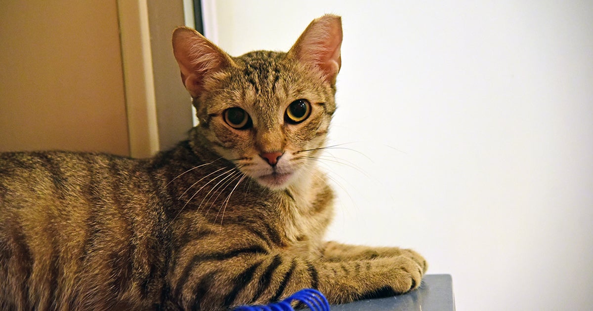 Helping Winky Come Out of His Shell | ASPCA