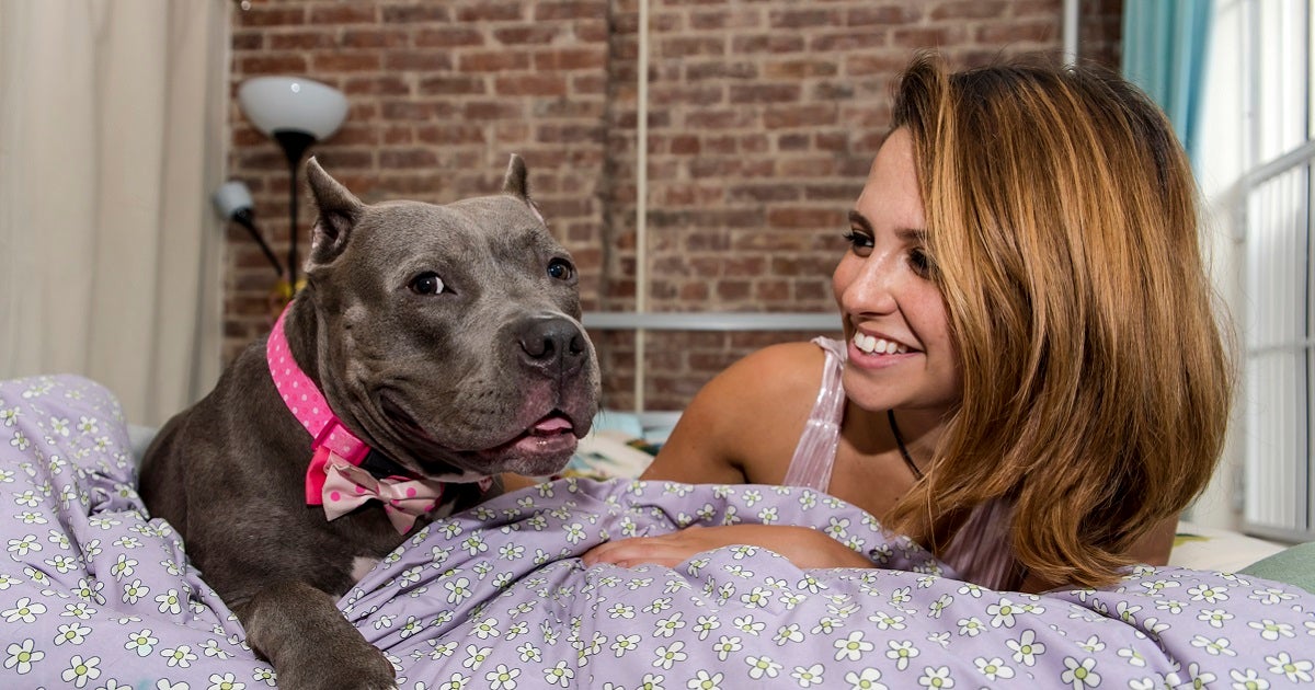 Saved from Abuse, Zaza “Discovers” the Perfect New Home | ASPCA