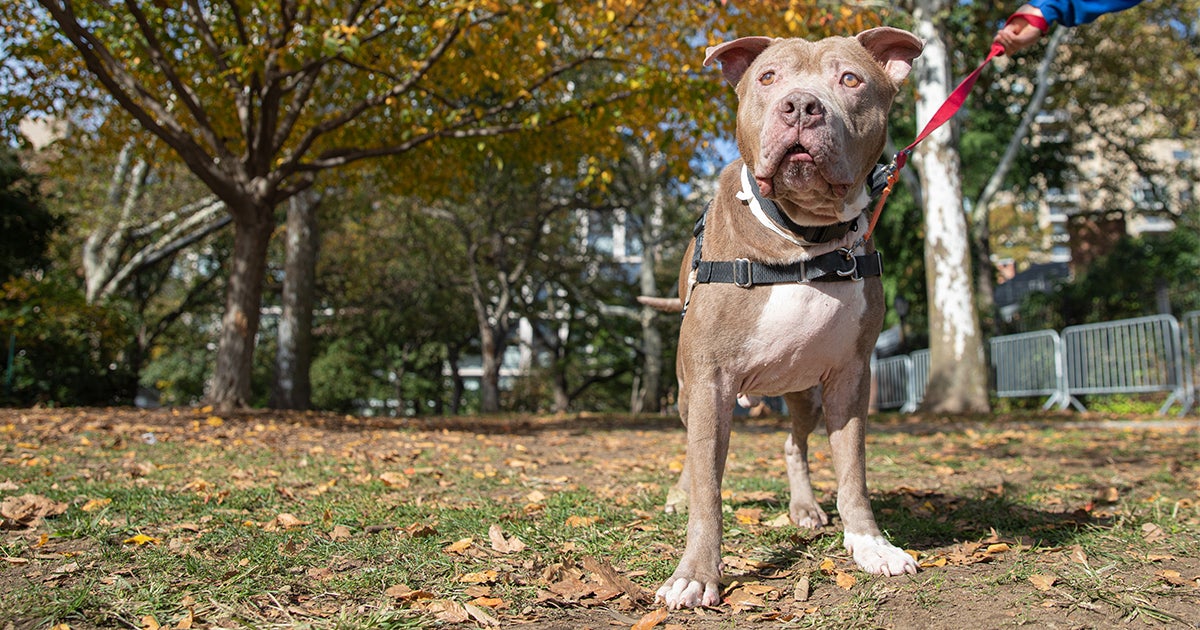 Boulder Overcomes a Rocky Start | ASPCA