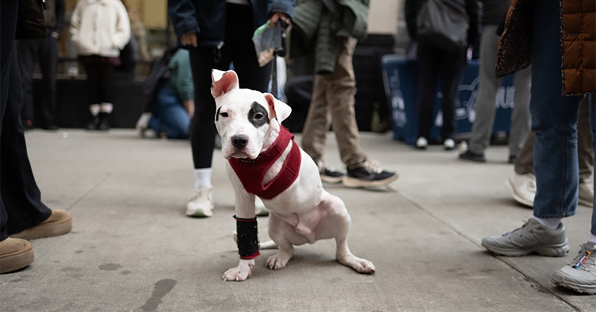 Chip’s Journey Captivates Many, Culminating in Adoption | ASPCA