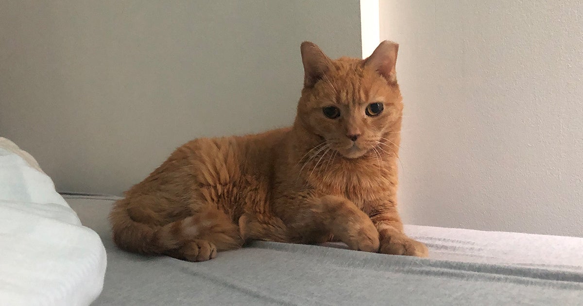 Foster Caregiver Opens Her Heart—and Home—to a Senior Cat | ASPCA