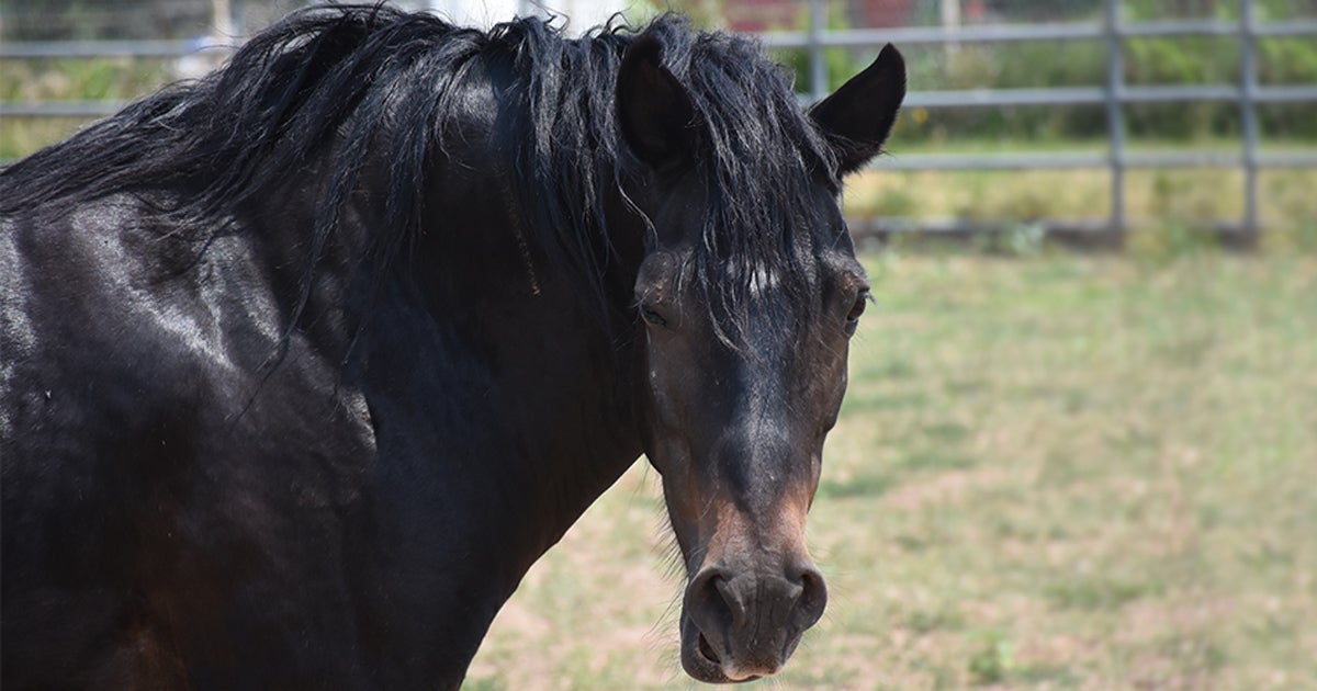 Update: A New Journey for Juni | ASPCA