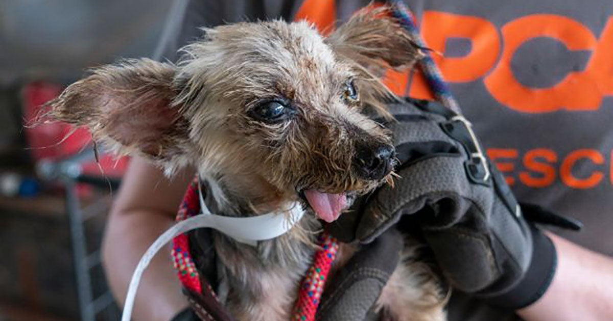 Former Alleged Cruelty Victim Li’l Sebastian Is Now Livin’ Large | ASPCA