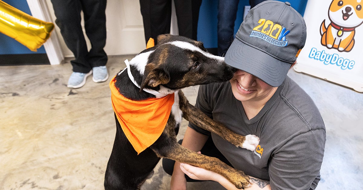 Special Delivery: Bama Makes History as ASPCA’s 200,000th Relocated ...