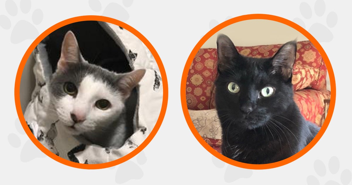 Two Senior Cats Demonstrate the Delight of Older Pets | ASPCA