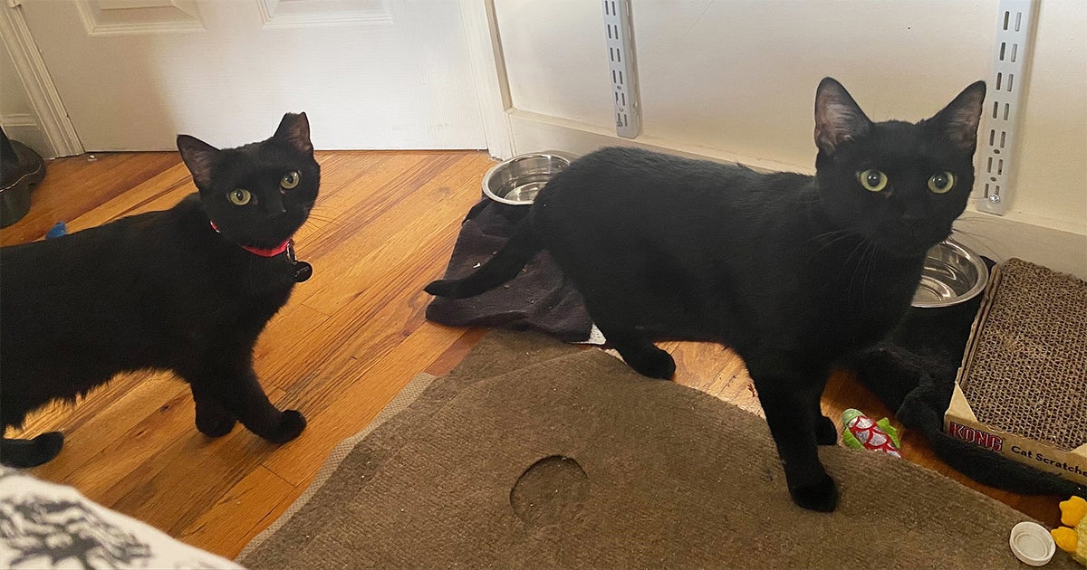 How Two Scared Cats Were Freed from Their Fears | ASPCA