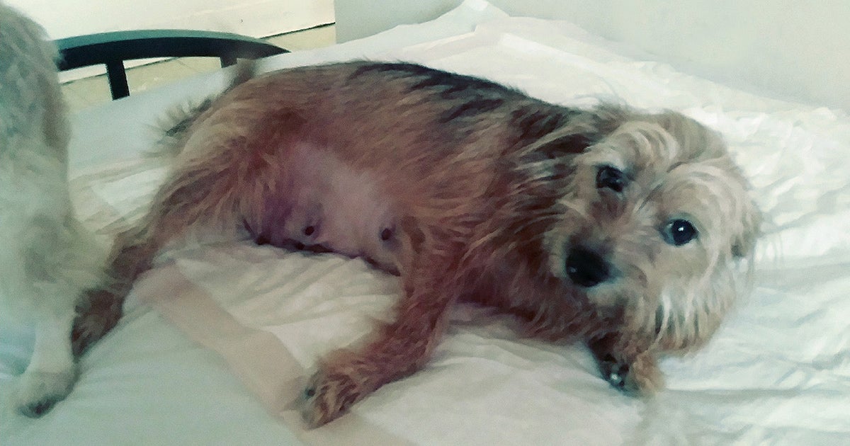 How Much Does It Cost To Remove A Foreign Object From A Dog