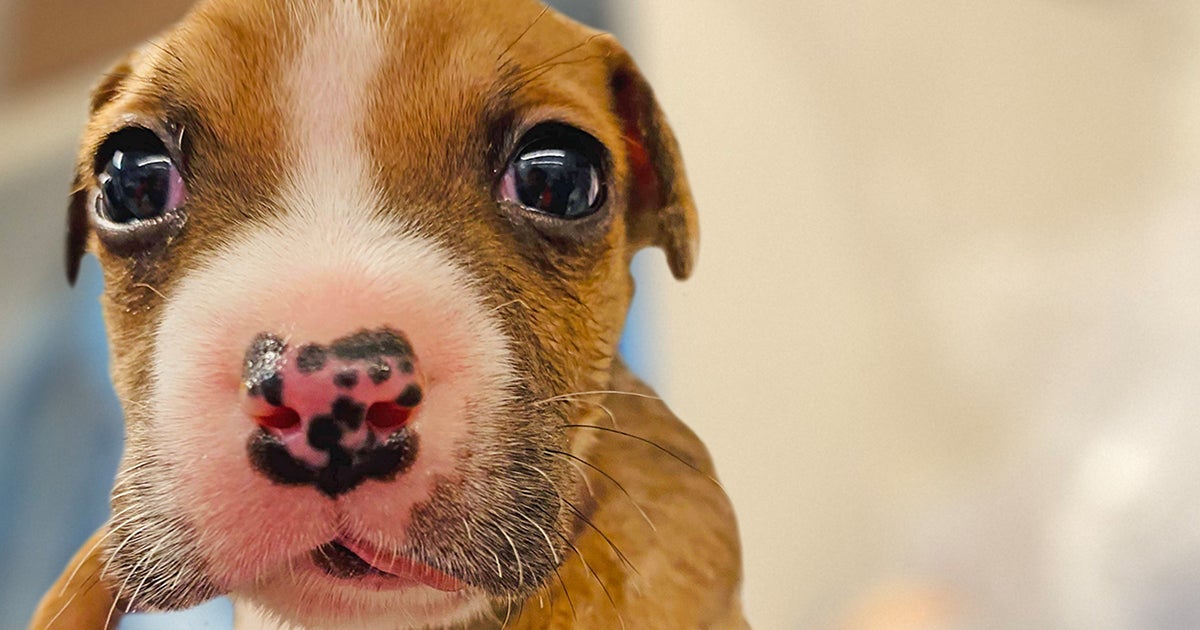 Slimer’s Story: Resilient Pup Finds Home After Remarkable Recovery | ASPCA