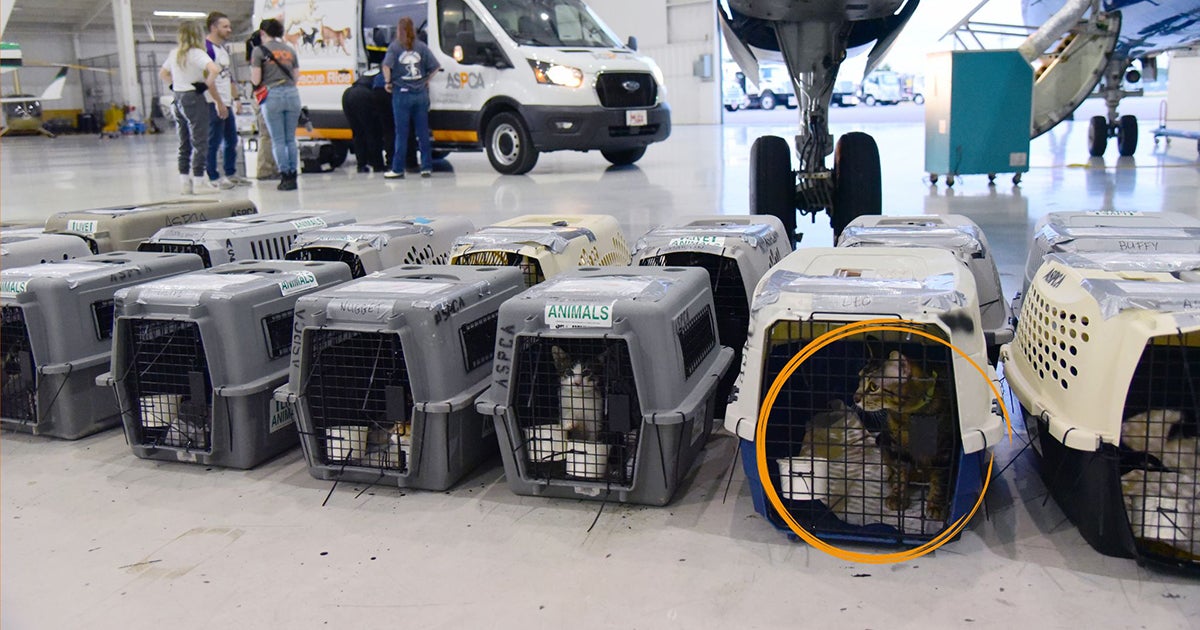 Helping Shelters Help Animals: One Cat’s Journey to a New Life | ASPCA