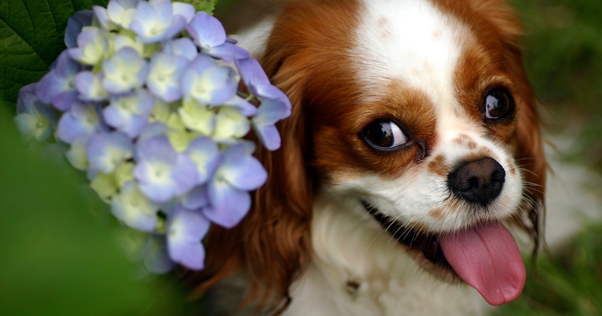 It's Officially Spring! Make Sure Your Garden is Pet-Friendly | ASPCA