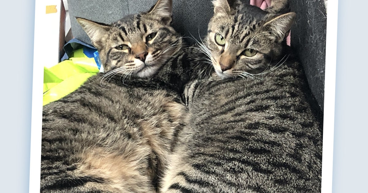 Jasper and Alice Love to Cuddle! Will You Invite Them Into Your Home ...