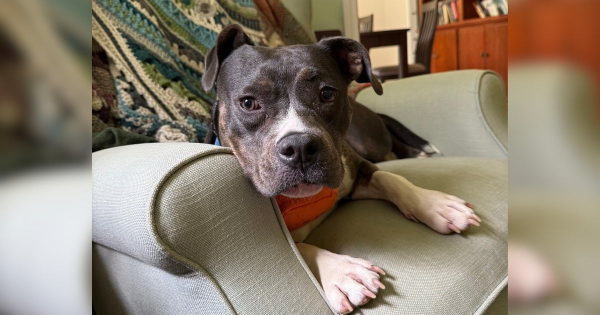 Kanga Finds a New Bounce in Her Step With Her New Family | ASPCA